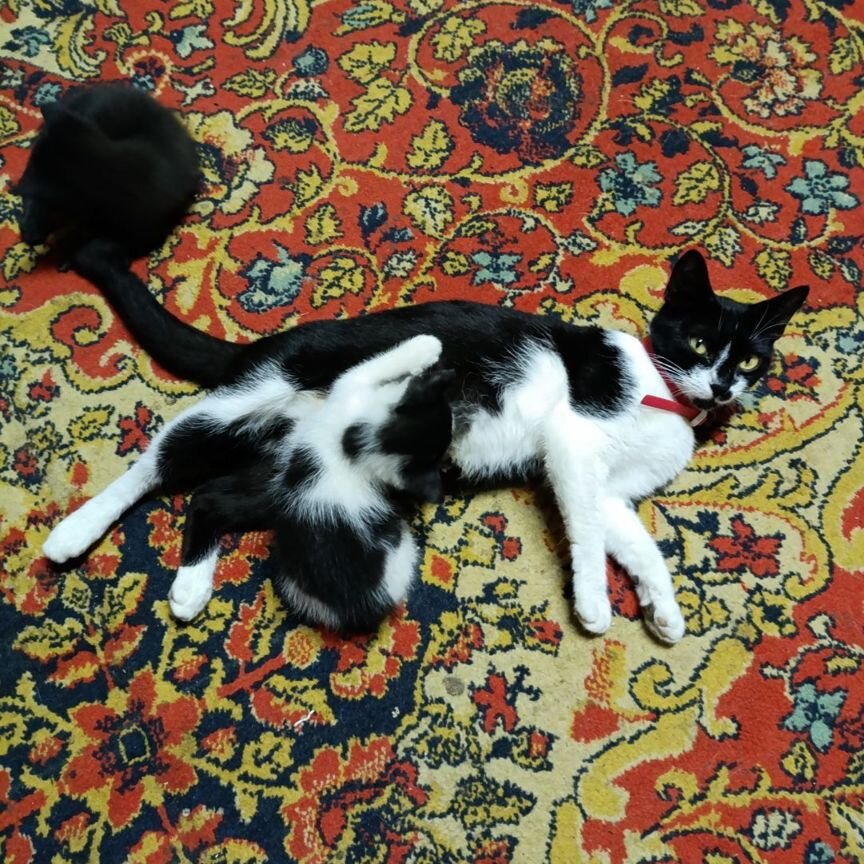 Котята в добрые руки бесплатно, ходят в лоток