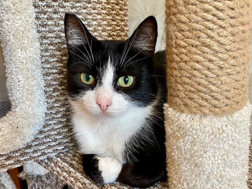 Кошка