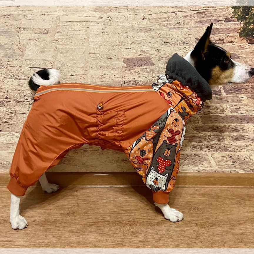 Одежда для басенджи