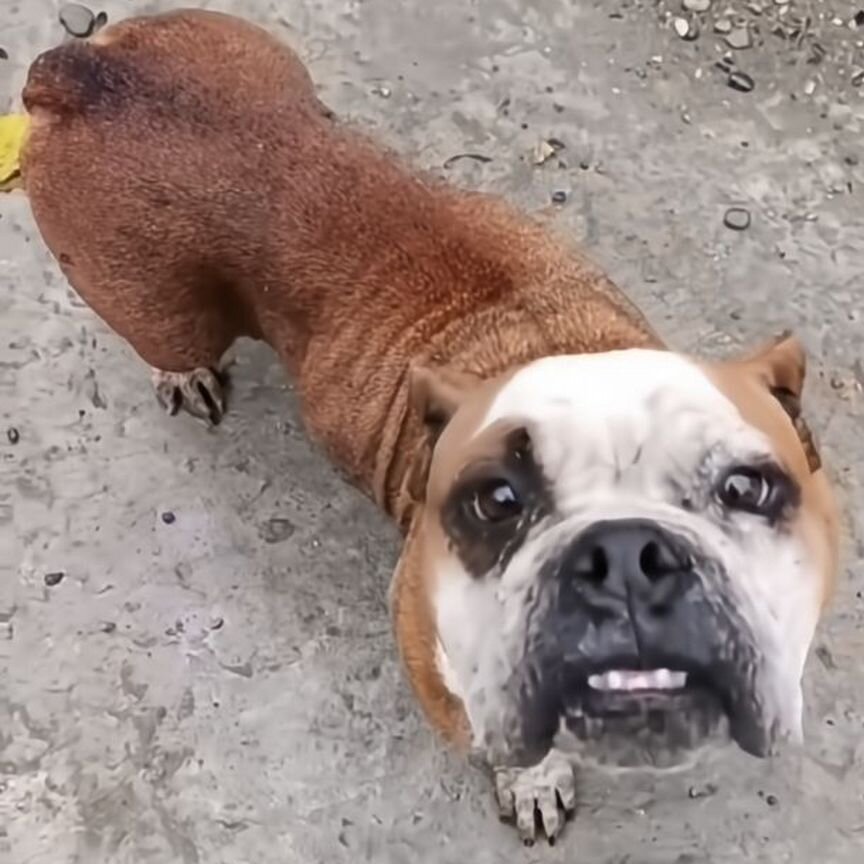 Английский бульдог, взрослая собака