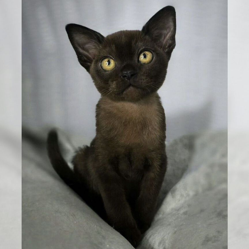 Европейский бурманский котёнок