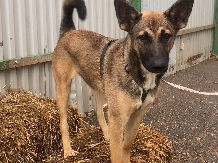 Плюша ищет дом. Собака в добрые руки