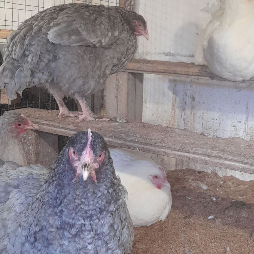 Куры михеленской кукушки