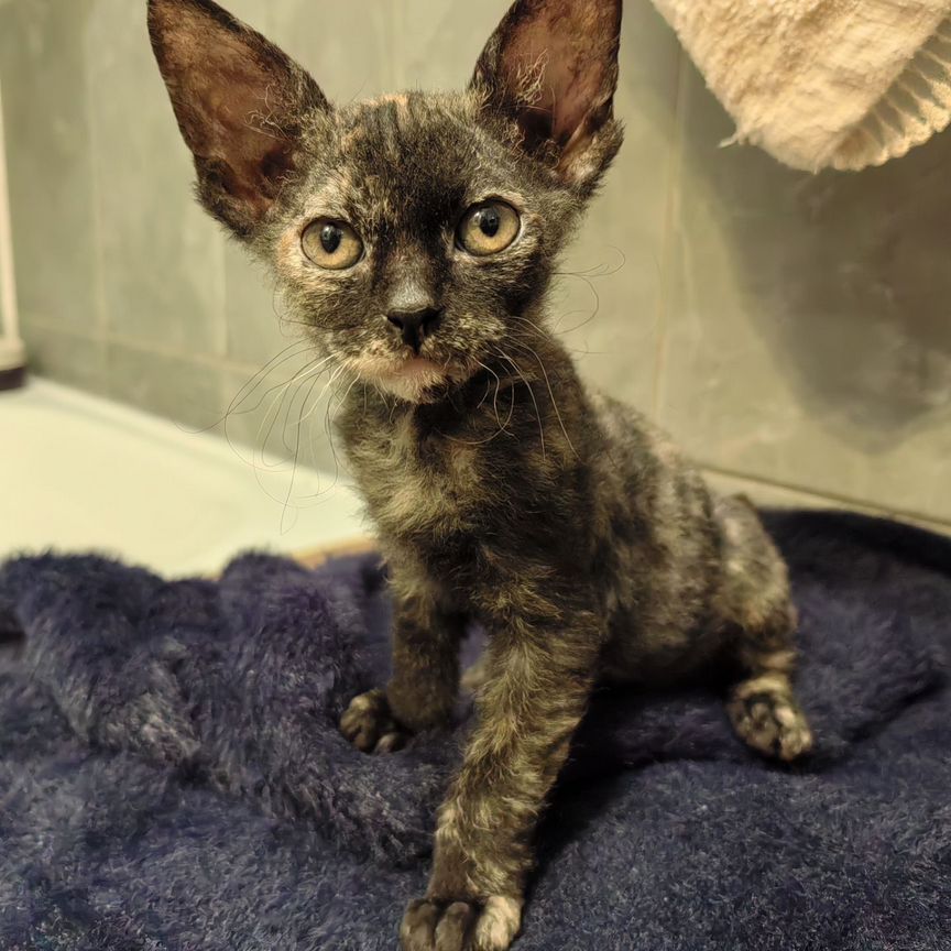 Кошечка сфинкс браш