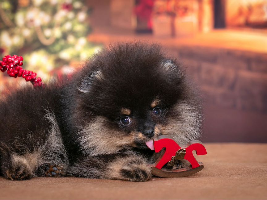 Померанский шпиц