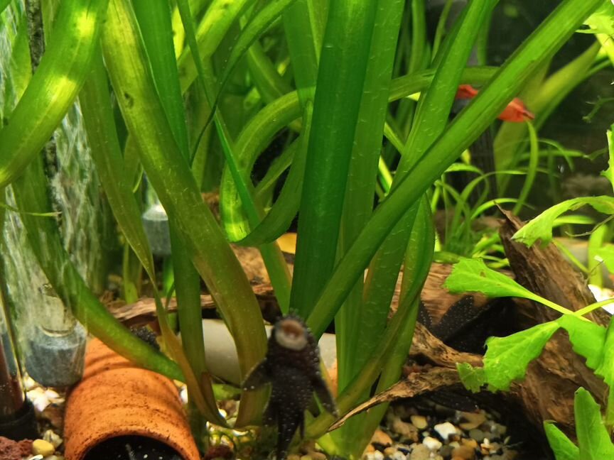 Отдам прополку аквариумных растений