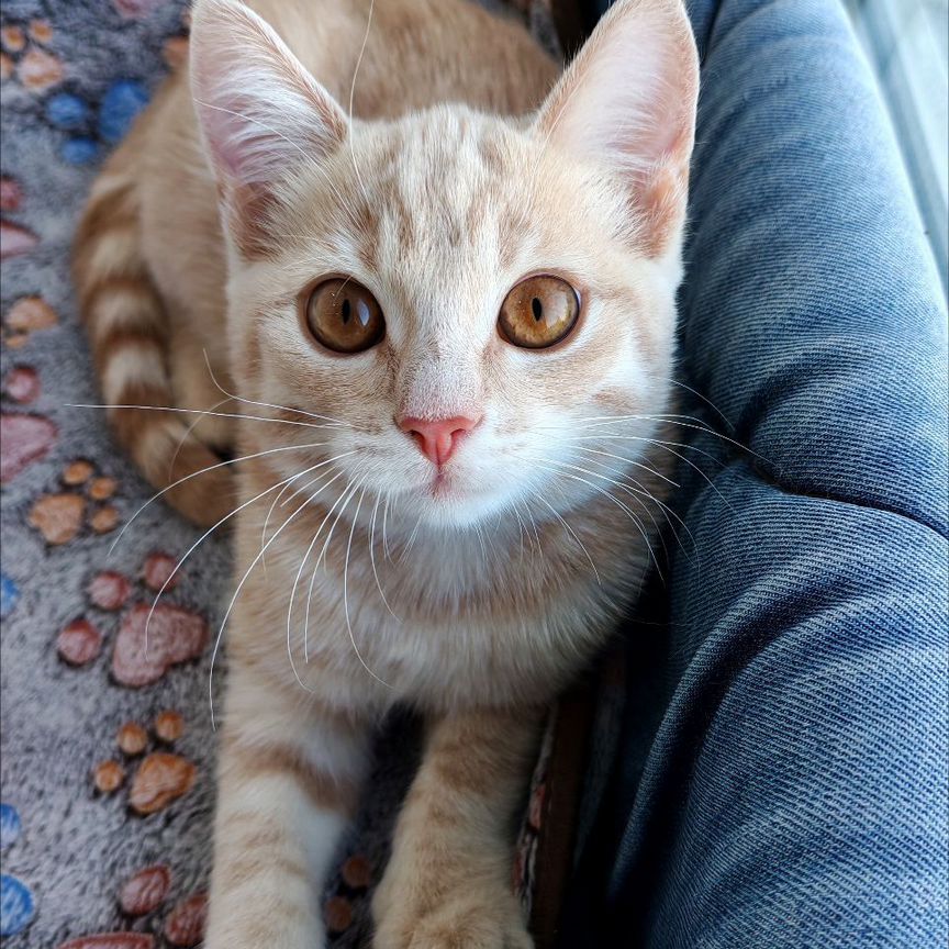 Котенок Медок