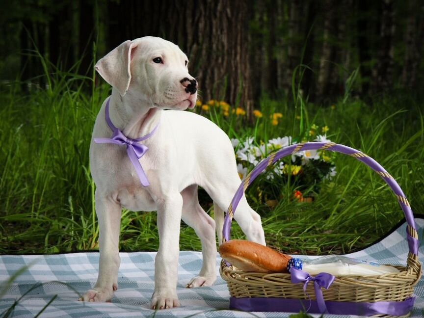 Щенки Аргентинского дога