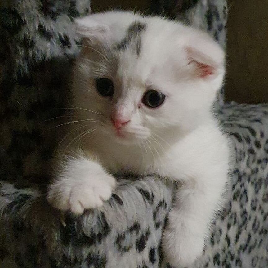 Шотландский вислоухий короткошёрстный котёнок