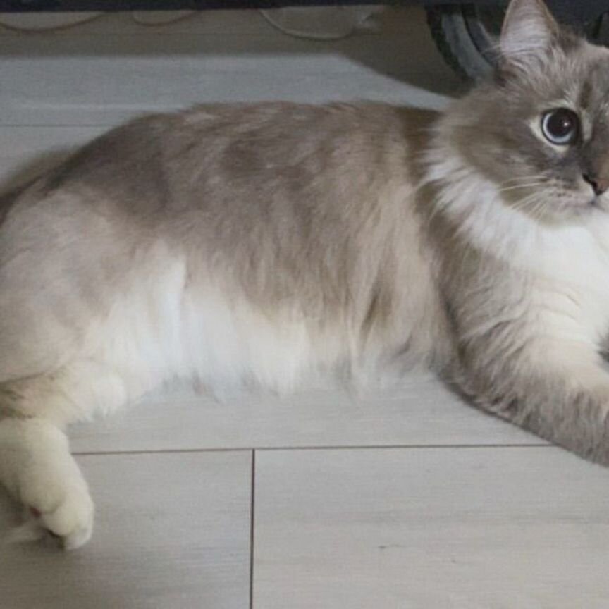 Кот породы невская маскарадная