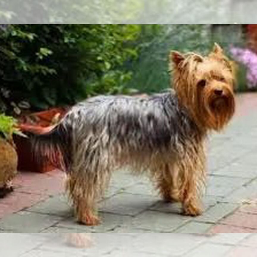 Найден Йоркширский терьер (фото не настоящее)