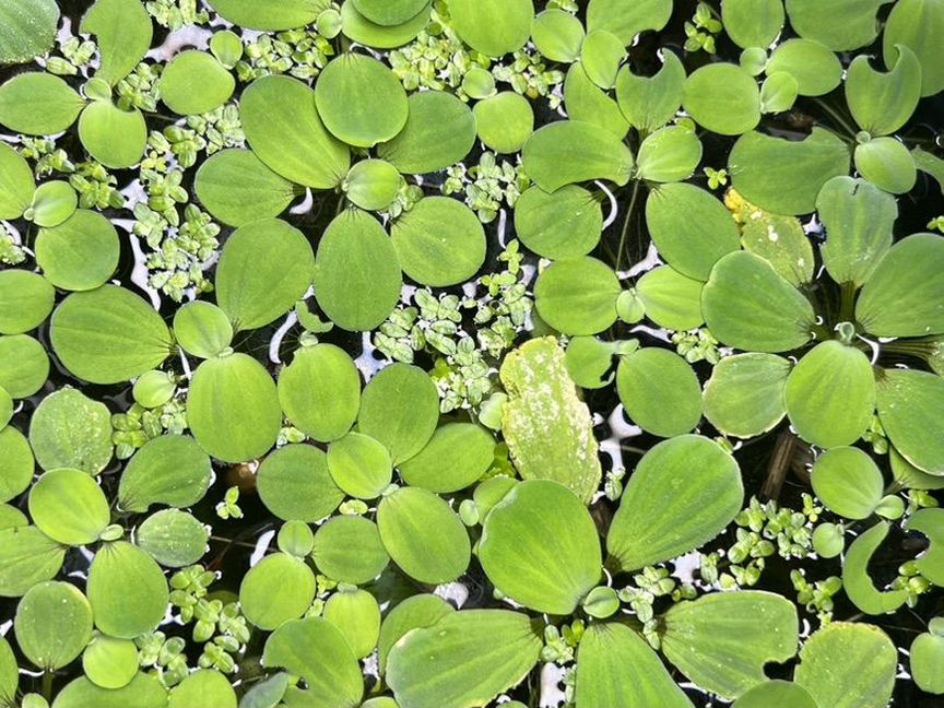 Растения пистия