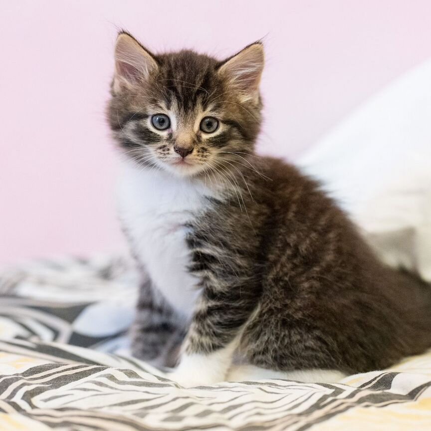 Котёнок в добрые руки