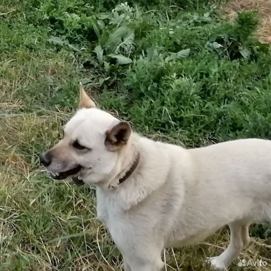 Потерялась собака, девочка