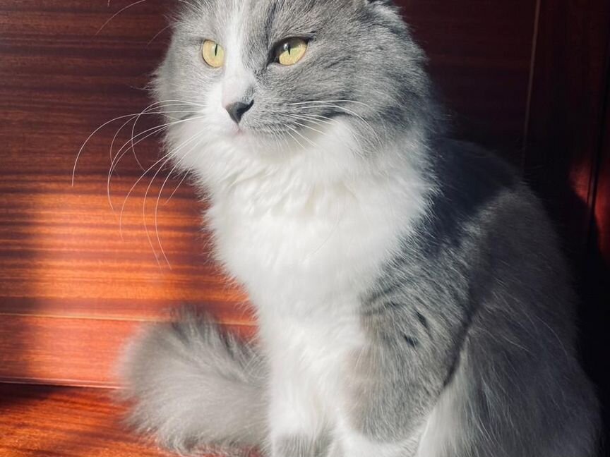 Кошка потерялась
