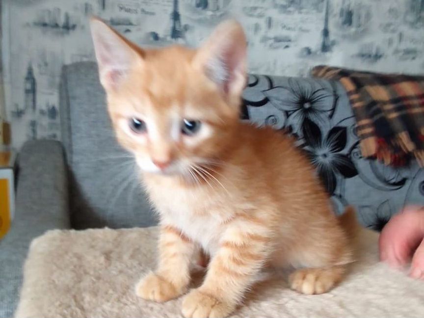 Котята отдам в добрые руки бесплатно