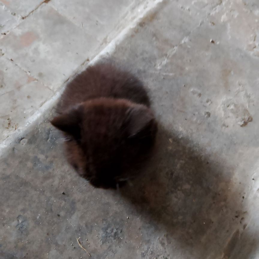 Котята в добрые руки бесплатно