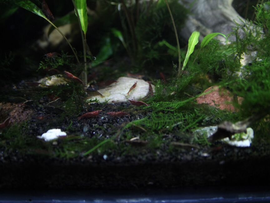 Креветки вишни