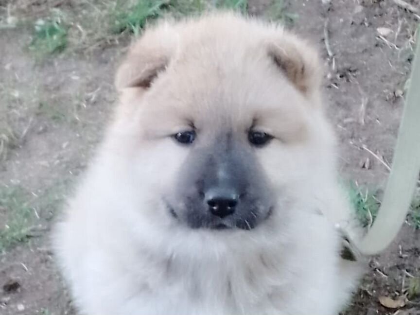 Собака лайка с овчаркой 2 месяца ест всю еду