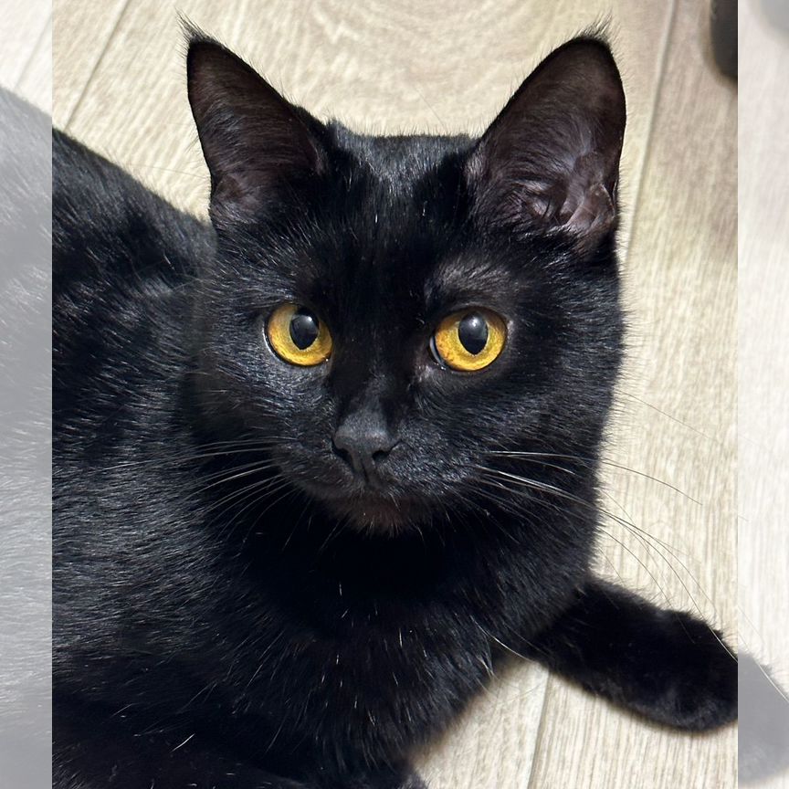 Кошка стерилизованная