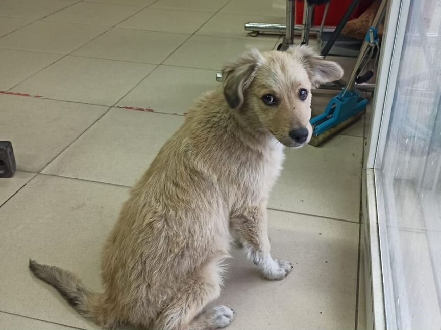 Найдена собака