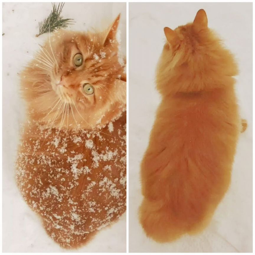Кошке породы бобтейл срочную нужен новый дом
