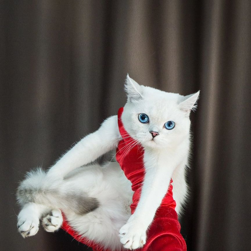 Голубоглазая серебристая шиншилла