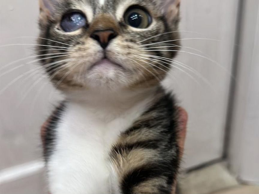 Кошки