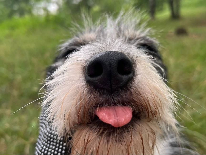 Шкипер ищет дом