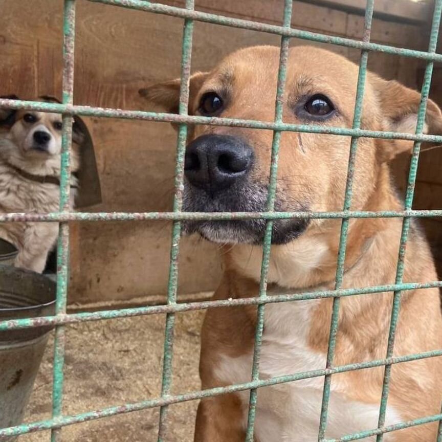 Взрослый пёс в добрые руки