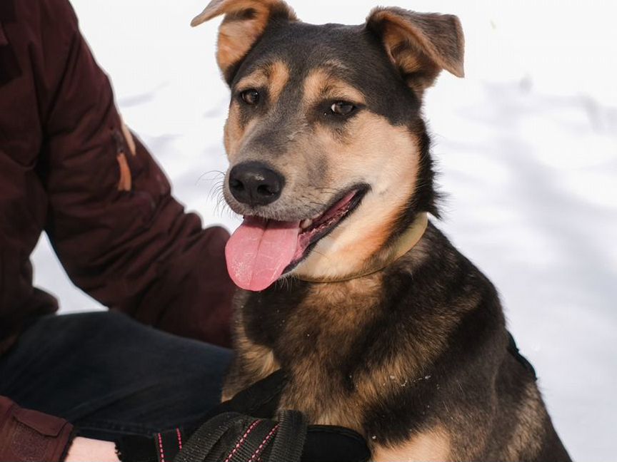 Баунти из приюта ищет дом