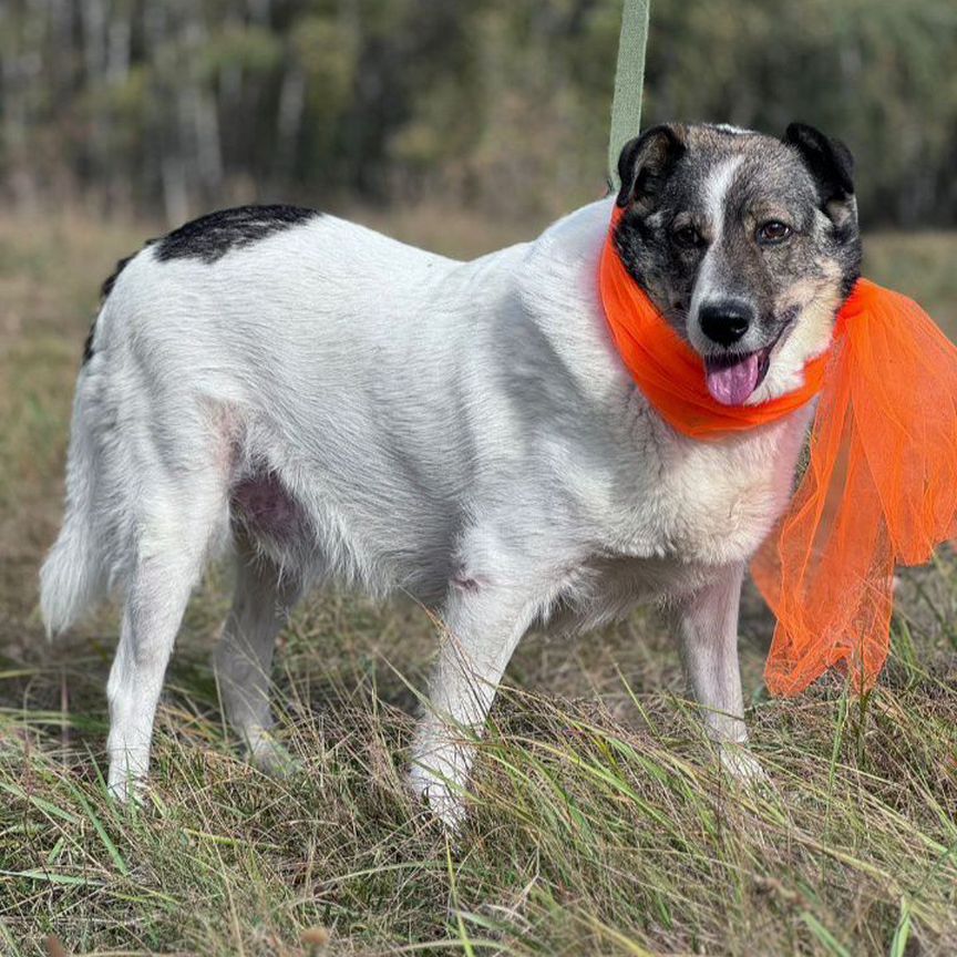 Лютик ищет дом