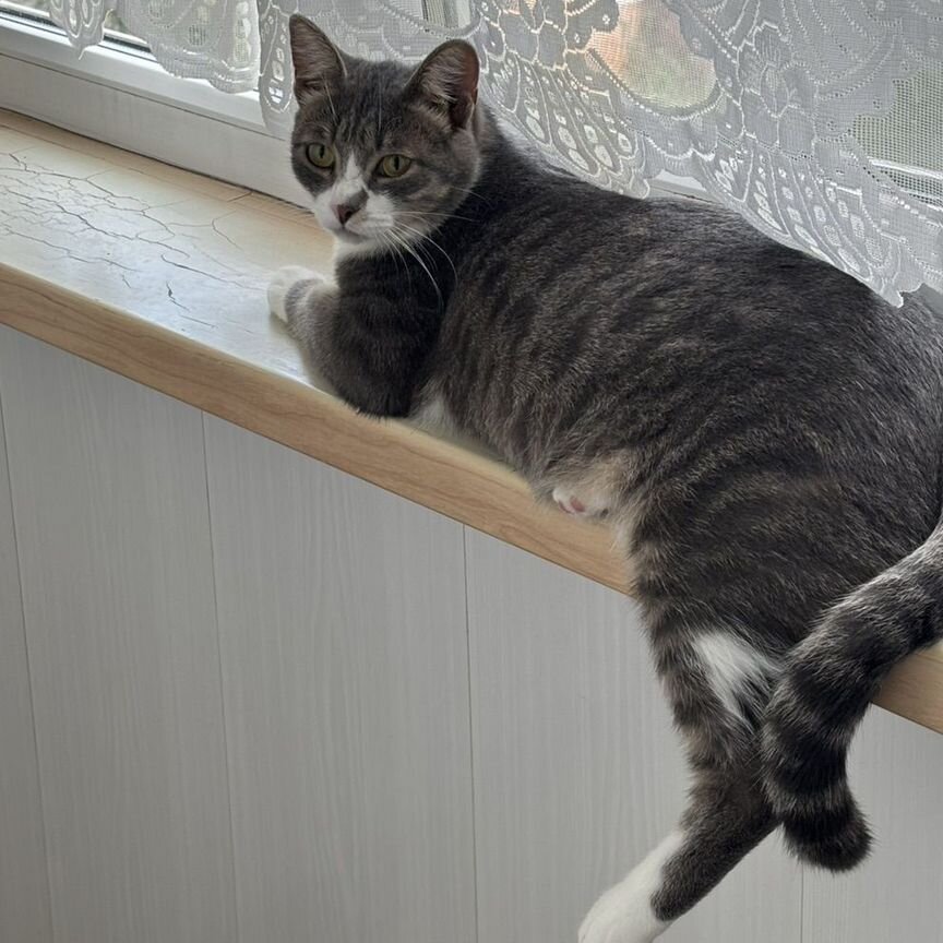 Котята в добрые руки бесплатно мальчик