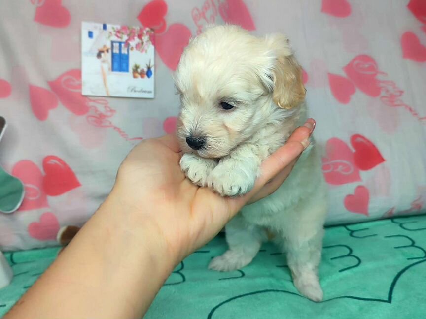 Мальтипу f1 щенки