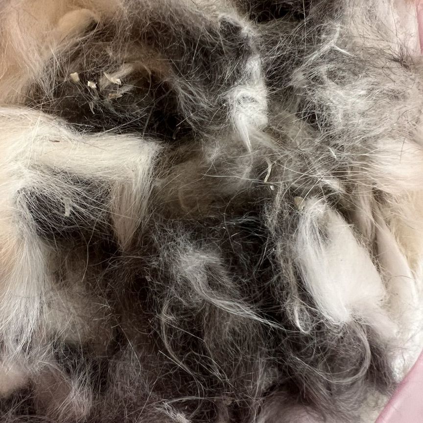 Кошачья шерсть