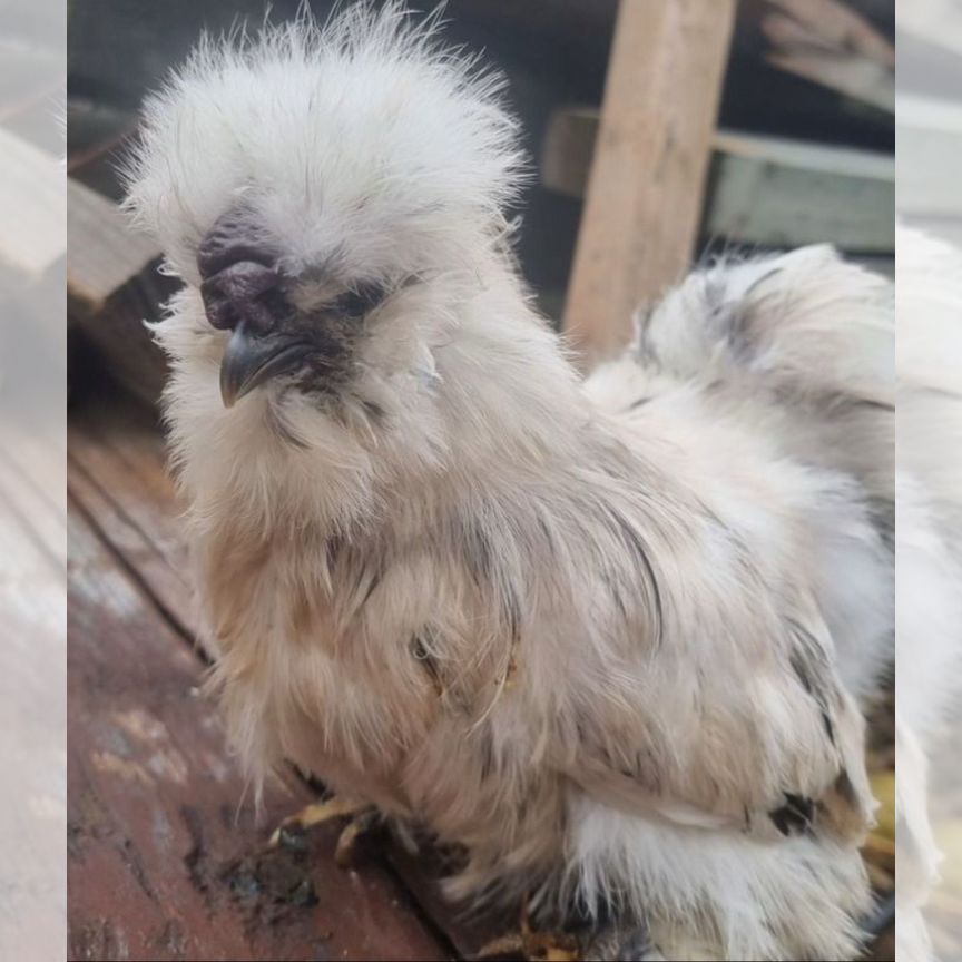 Китайская хохлатая пуховая