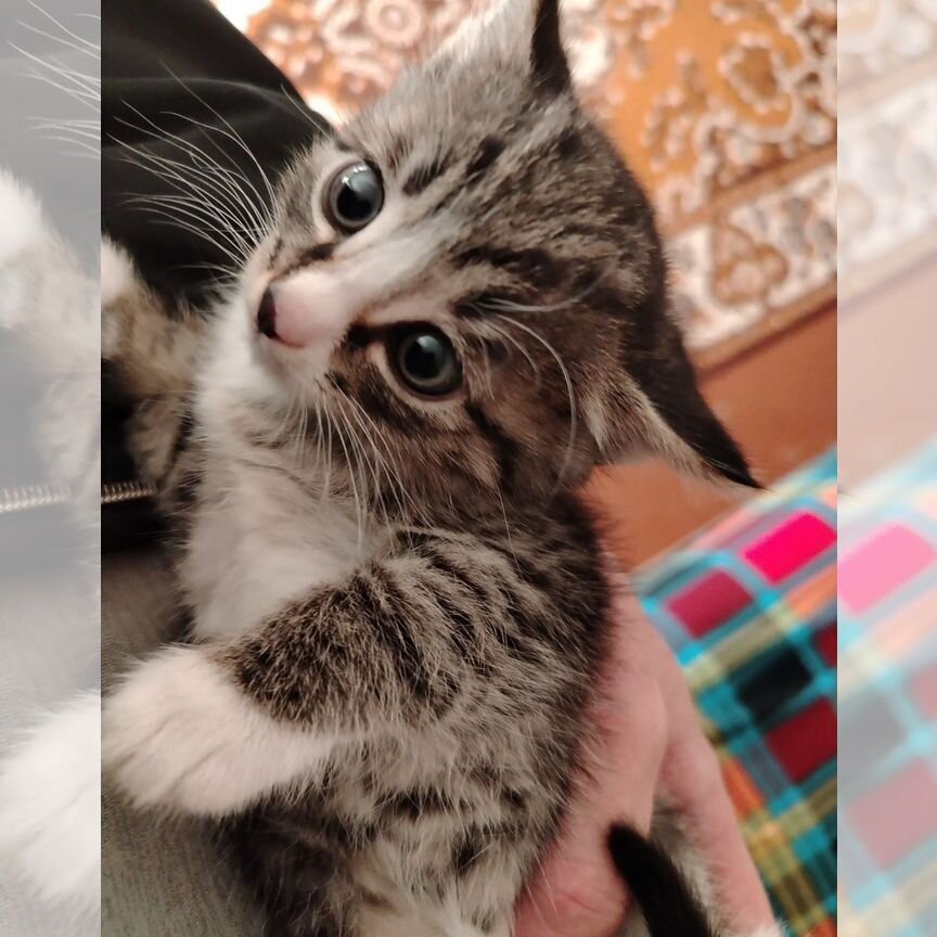 Котята в добрые руки бесплатно мальчик