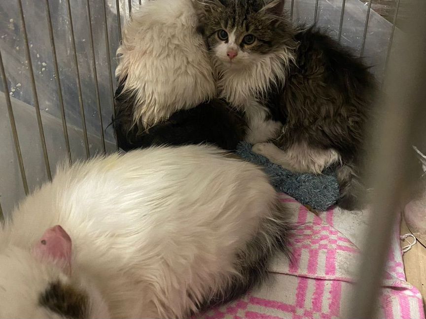 Котята сиротки