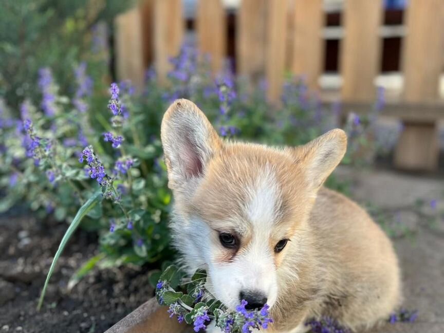 Вельш корги пемброк щенки