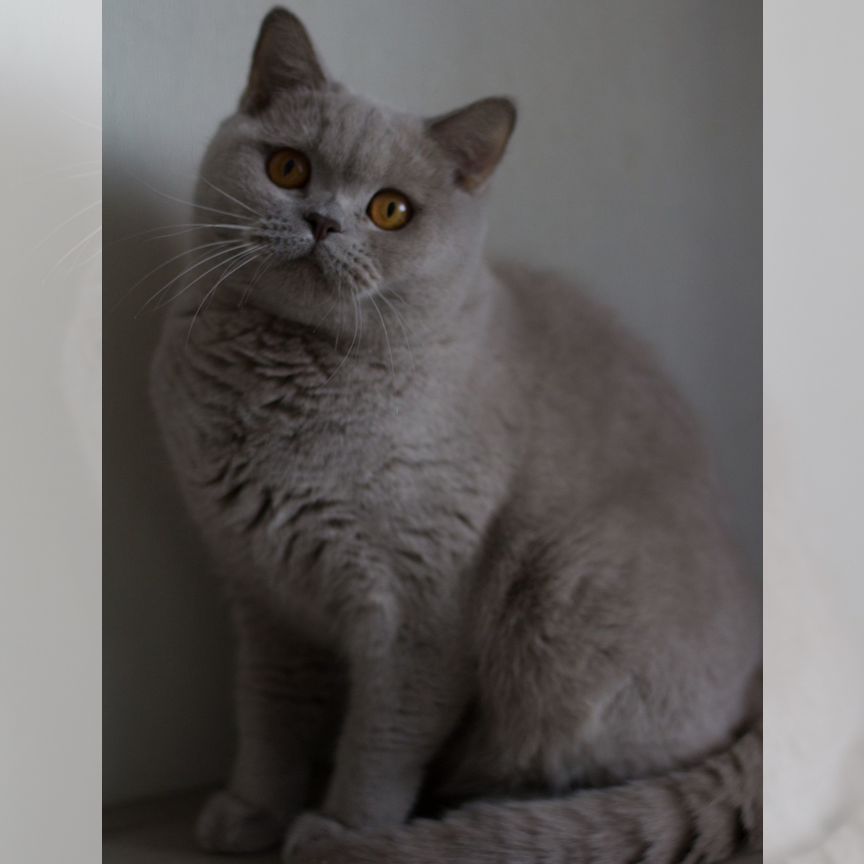 Лиловая кошка британской короткошерстной