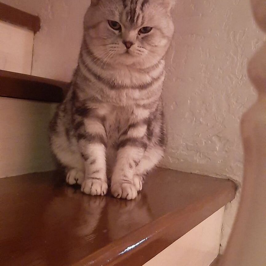 Шотландский кот на вязку
