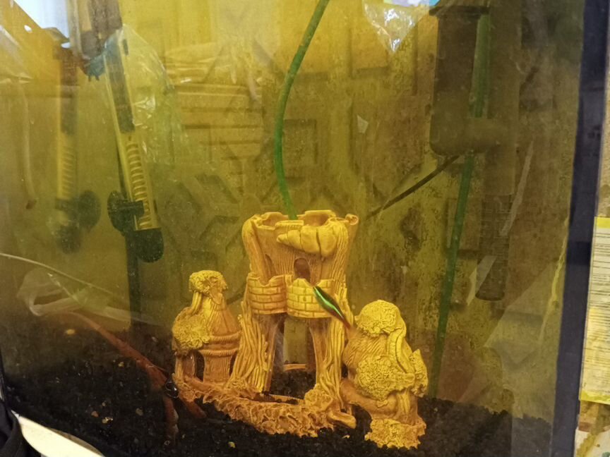 Аквариум с рыбками бесплатно