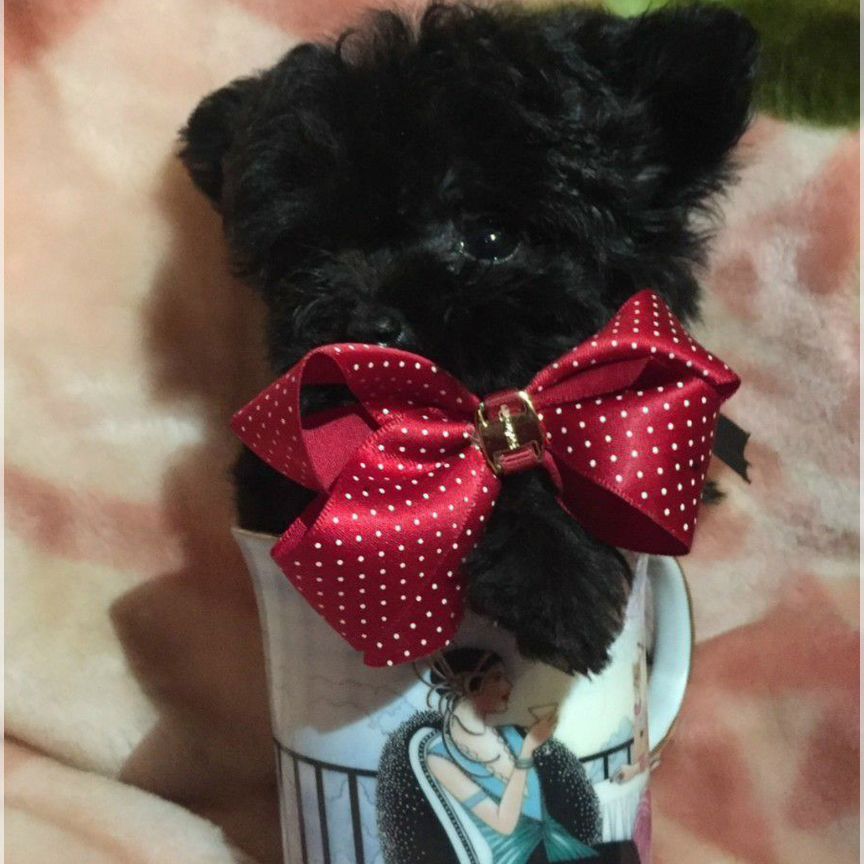 Той-пудель, щенок