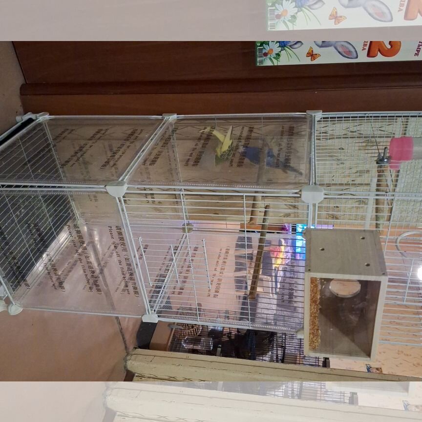 Попугайчики с клеткой