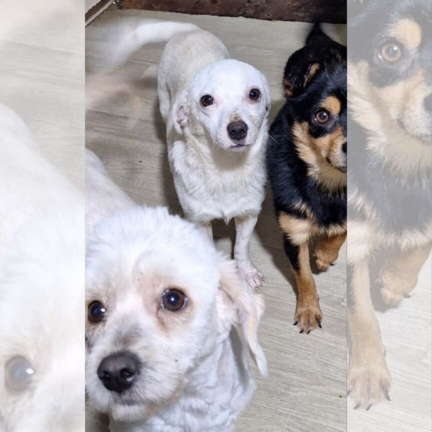 Взрослая собака в добрые руки