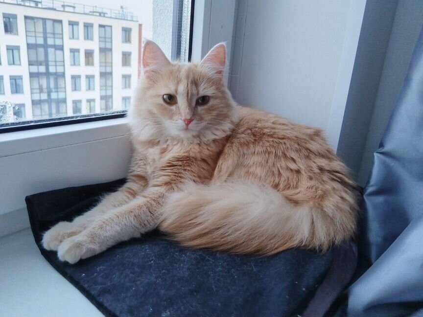 Отдам ласковую кошечку
