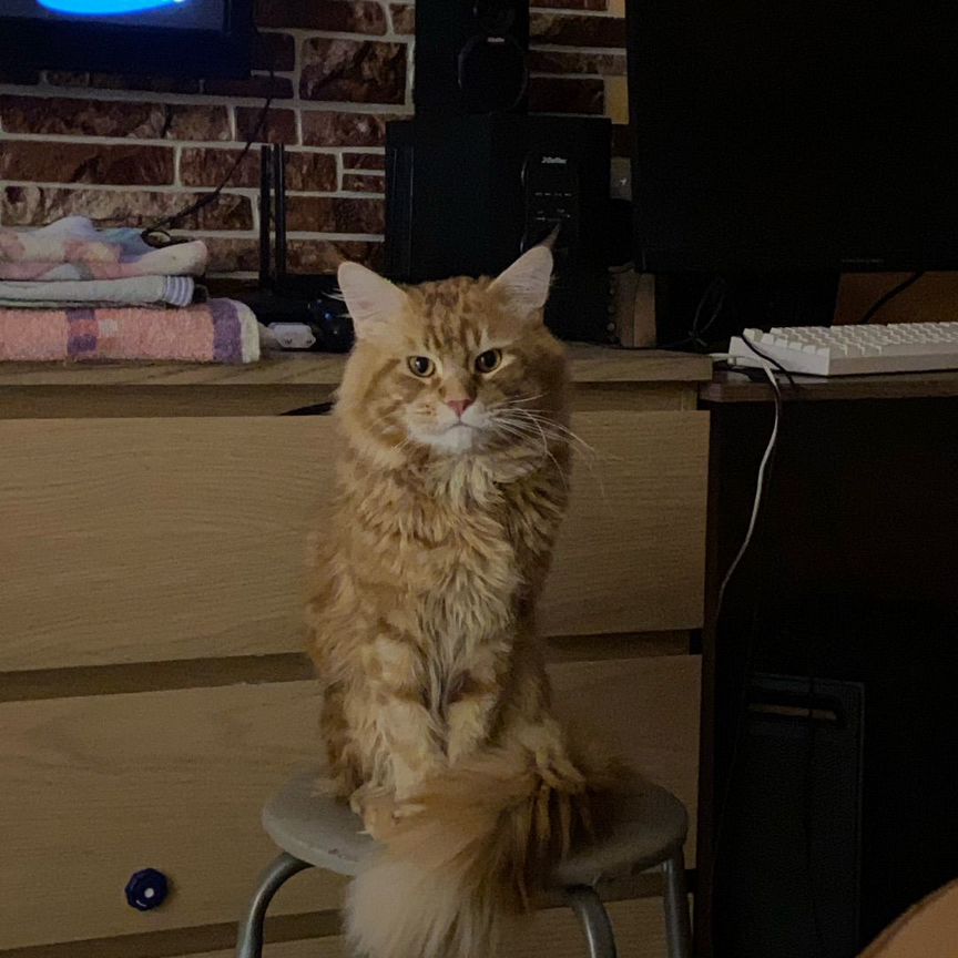 Коты майкуны