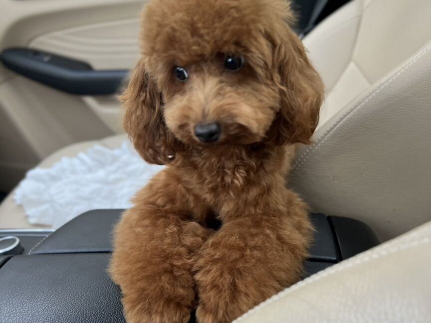 Той-пудель ред браун девочка подрощенная