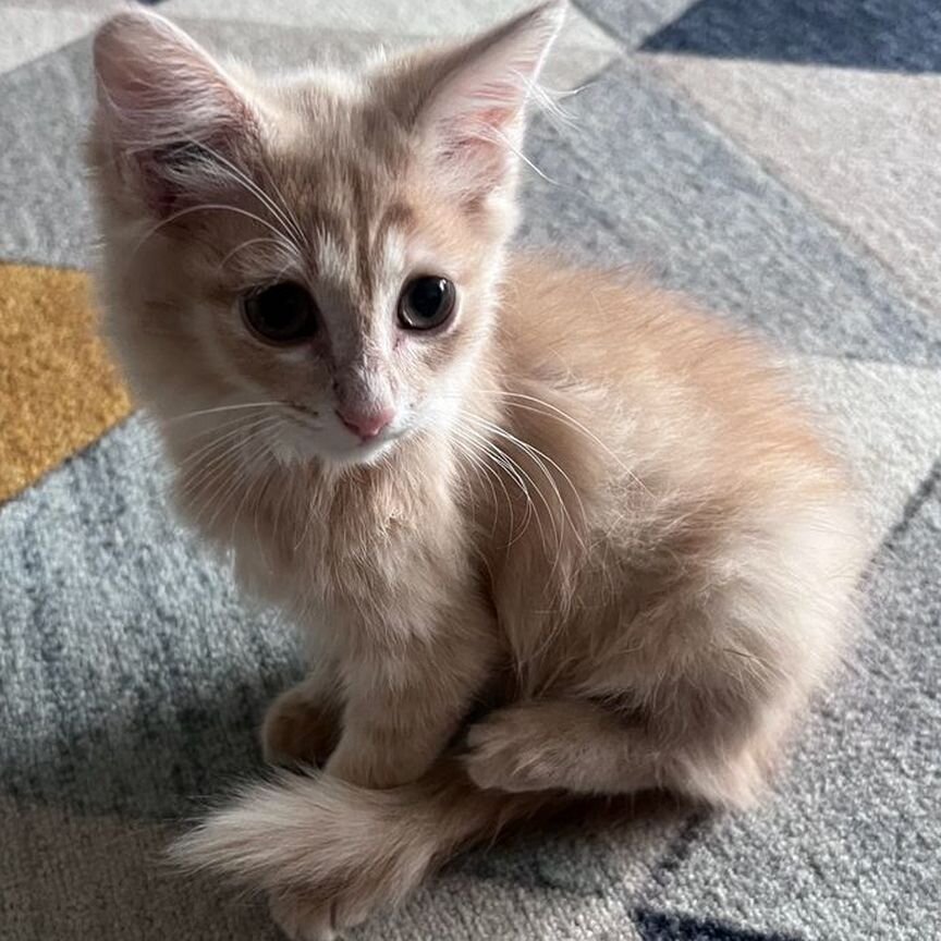 Котята отдам бесплатно