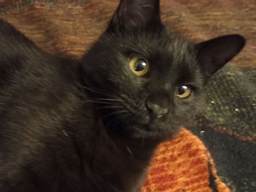 Черный котенок мальчик в дар